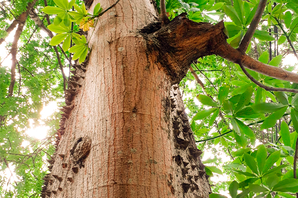 La Ceiba - Museo Popol Vuh